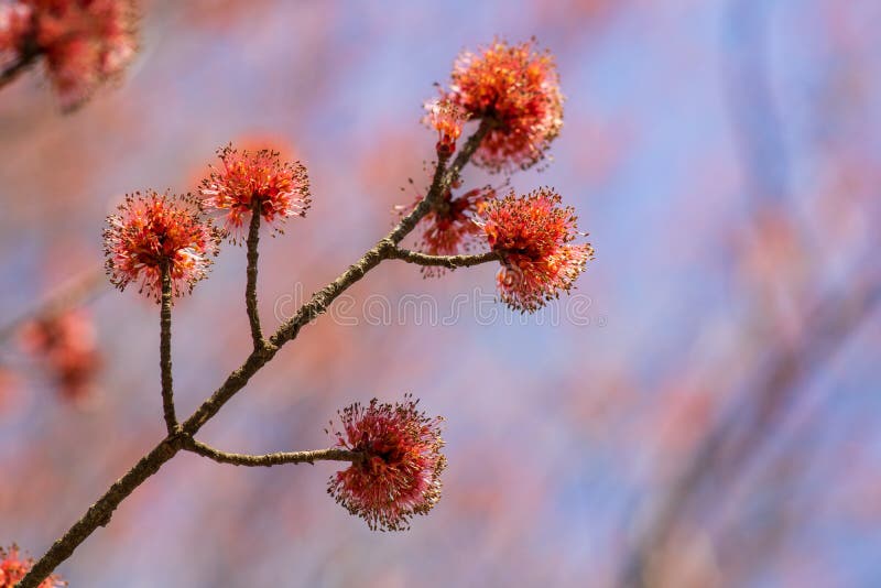 Flower Buds at the End of a Tree Branch Just before they Bloom Stock ...