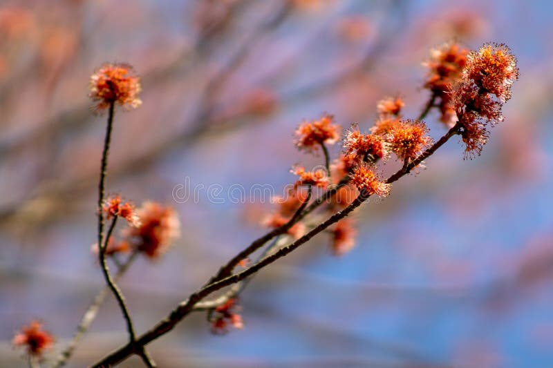 Flower Buds at the End of a Tree Branch Just before they Bloom Stock ...