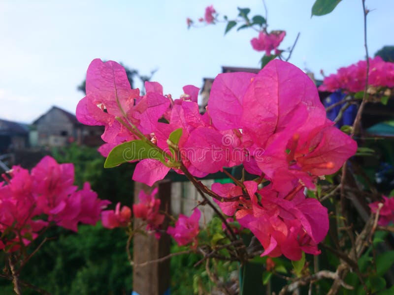 Bugenfil Bunga Stock Photos - Free & Royalty-Free Stock Photos from ...