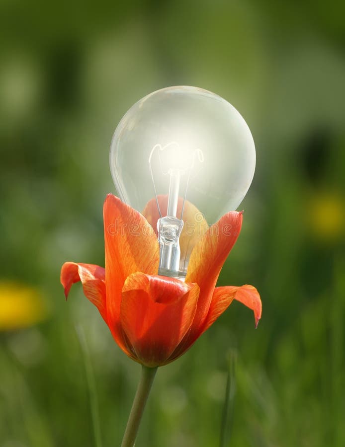 Flower bulb stock photo. Image of power, bulb, lamp, source - 29529896