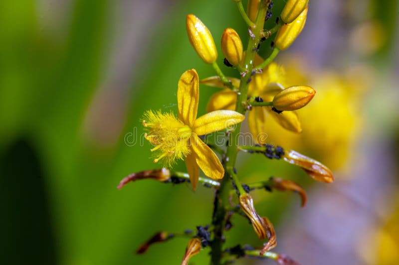 Flower of a Bulbine Alooides Stock Photo - Image of plant, bulbine ...