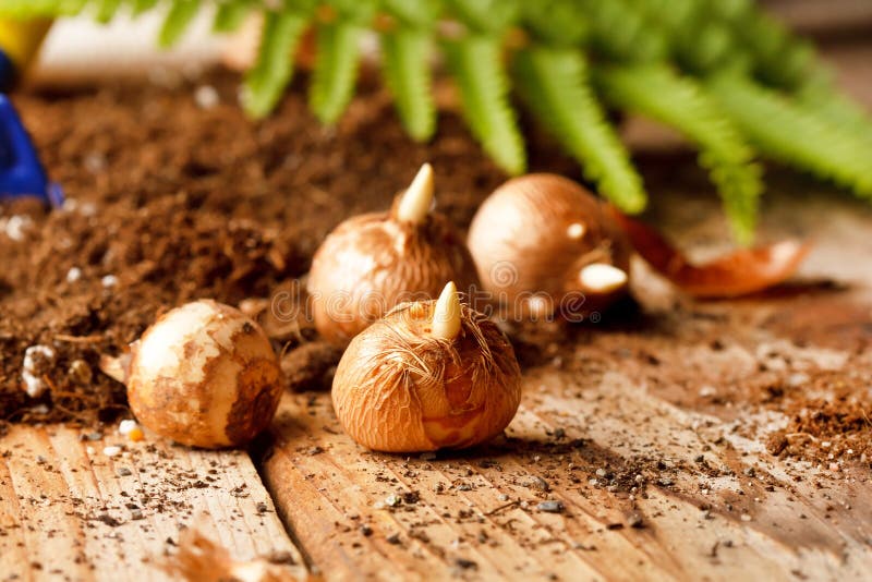 Flower bulbs stock image. Image of botany, outdoor, botanical - 16563405