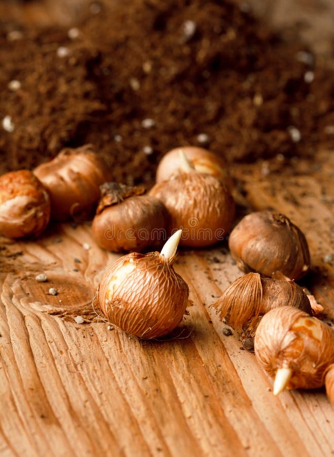 Flower bulbs stock image. Image of season, group, hobby - 16565069