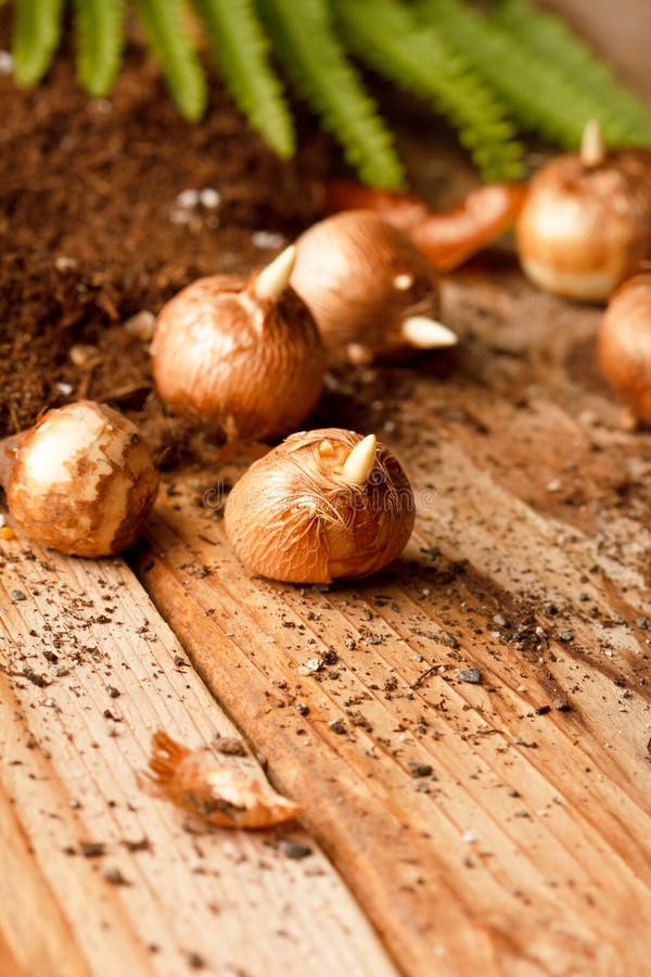 Flower bulbs stock image. Image of floral, nature, flower - 16565119