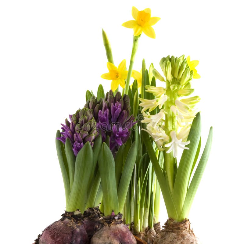 Flower bulbs stock photo. Image of purple, daffodils, nature - 8002926