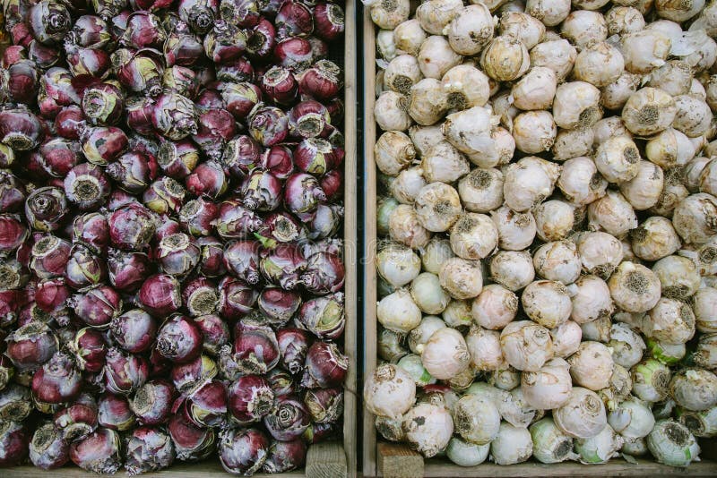 Flower Bulbs in Box at Market Top View Stock Image - Image of seasonal ...