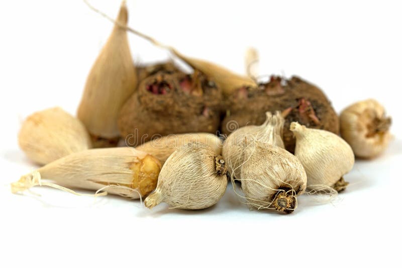 Flower bulbs in close up stock photo. Image of flower - 376322114