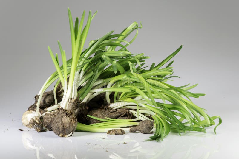 Flower Bulbs stock photo. Image of seasonal, bulbs, botany - 37901348