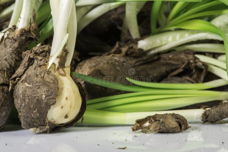 Flower Bulbs stock image. Image of closeup, floral, root - 37901395