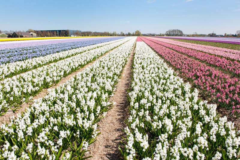 Flower bulbs in Holland stock image. Image of netherlands - 16045931
