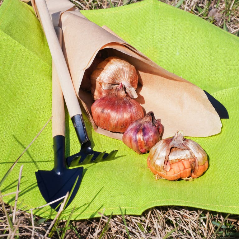 Flower Bulbs in a Paper Bag Stock Photo - Image of life, grow: 24295434
