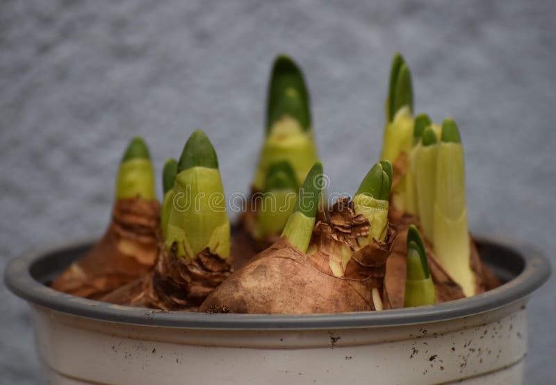 Flower Bulbs in a Plant Pot Stock Image - Image of plants, spring ...