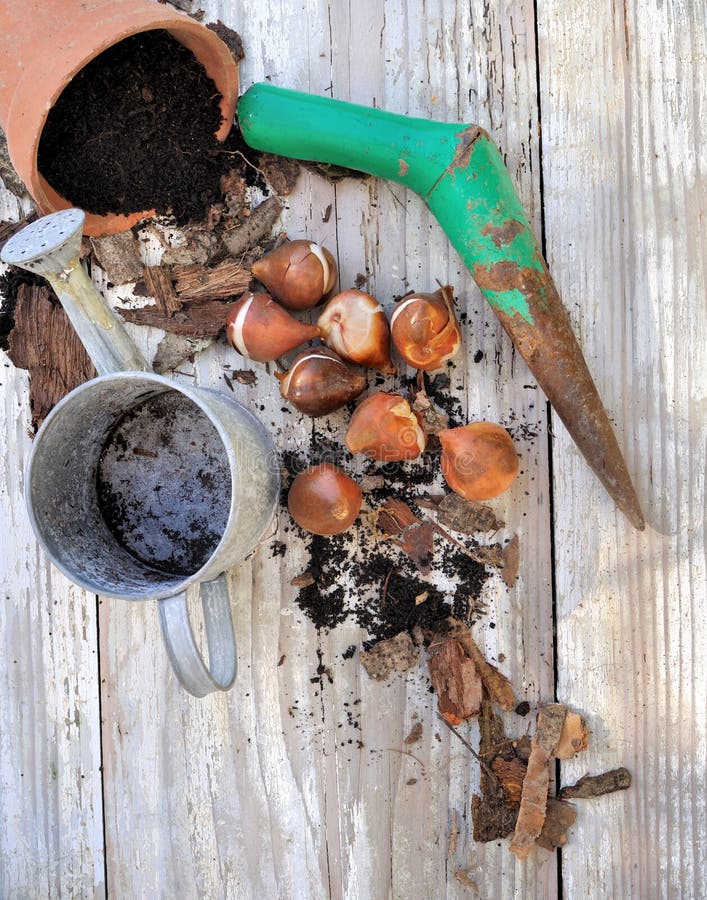 Bulb Dibble Stock Photos - Free & Royalty-Free Stock Photos from Dreamstime