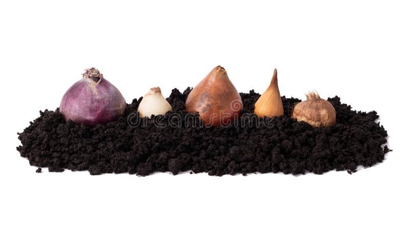 Flower Bulbs of Spring Flowers on Soil Stock Photo - Image of ...