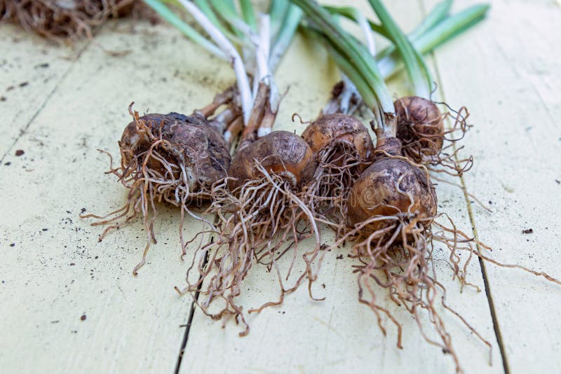 Flower Bulbs on Table. stock photo. Image of botany - 116651340