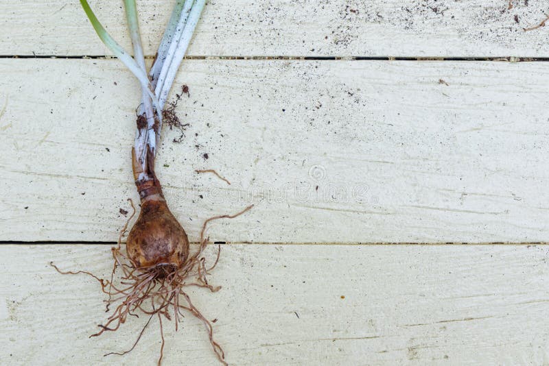 Flower Bulbs on Table. stock photo. Image of blue, flowers - 116667256