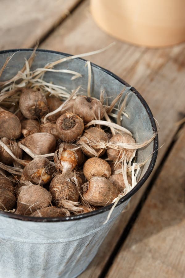 Flower bulbs stock image. Image of season, crocus, growth - 44414807