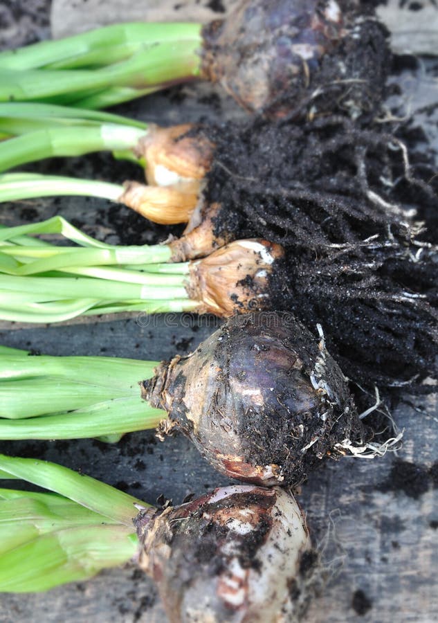 Unrooting Stock Photos - Free & Royalty-Free Stock Photos from Dreamstime