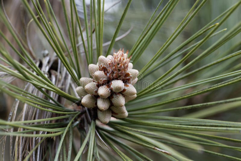 Flower of a Bull Pine, Pinus Ponderosa Stock Photo - Image of parasol ...