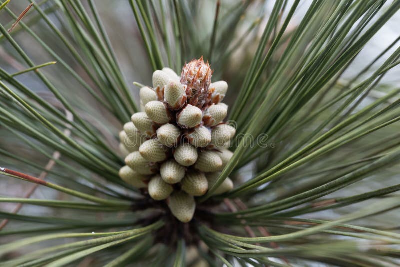 Flower of a Bull Pine, Pinus Ponderosa Stock Photo - Image of flower ...