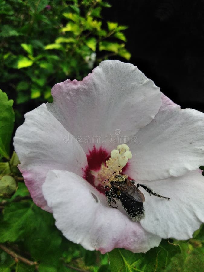 Bee bumbles stock photo. Image of nature, bumble, flower - 122560436