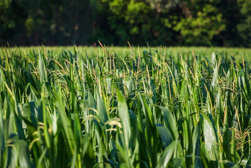 Flower bunch of Corn Tree stock photo. Image of outdoor - 121060444