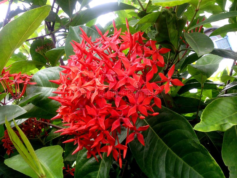 Flower bunch stock image. Image of vegetation, plant - 44430457