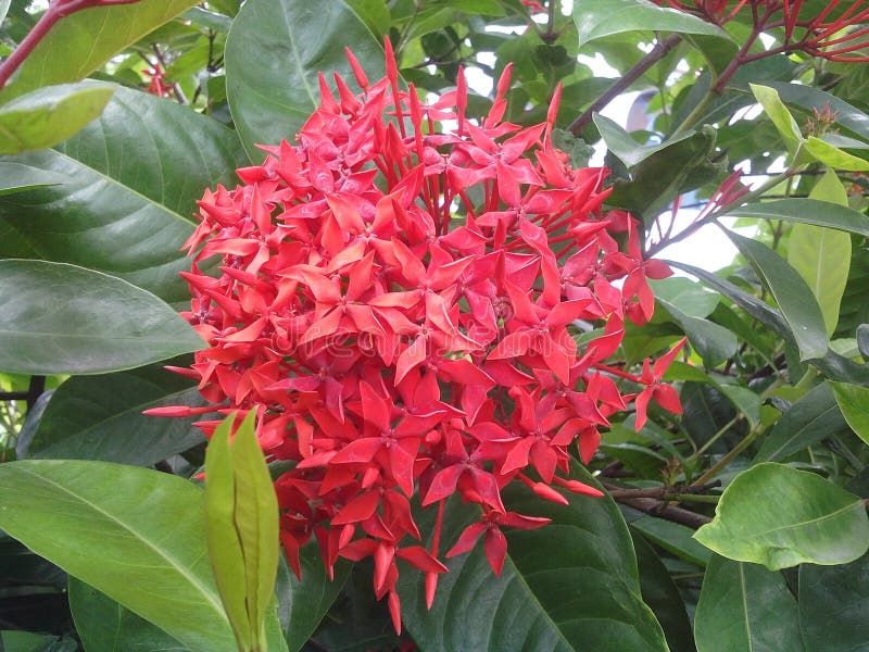 Flower bunch stock image. Image of vegetation, plant - 44430457