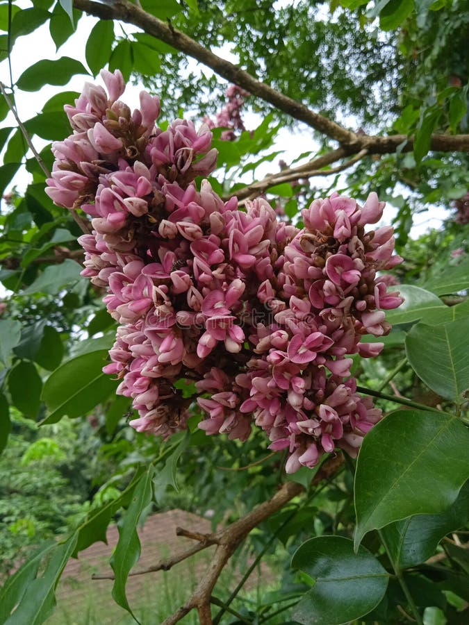 The Flower bunches stock image. Image of flower, bunches - 252289879