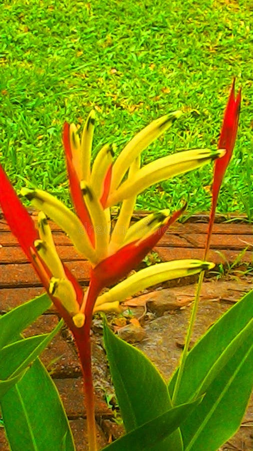 Flower stock photo. Image of bunga, warna, alam, flower - 176323282