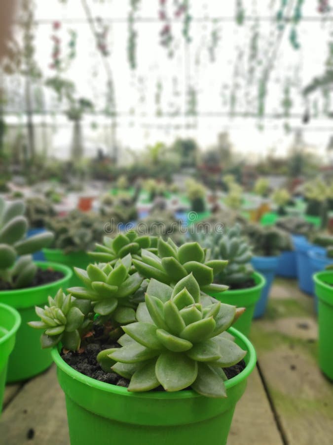 Flower26 stock image. Image of bunga, flower, plants - 221955547