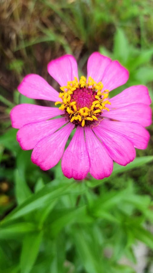 Flower Bunga Garden Colourfull Plant Stock Photo - Image of pink ...
