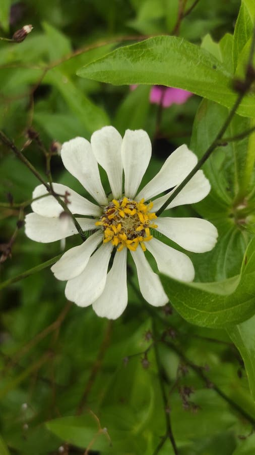 Flower Bunga Garden Colourfull Plant Stock Image - Image of meadow ...