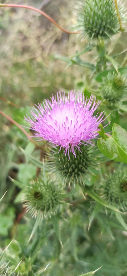 Flower of the bur stock photo. Image of plant, herbs - 191620842