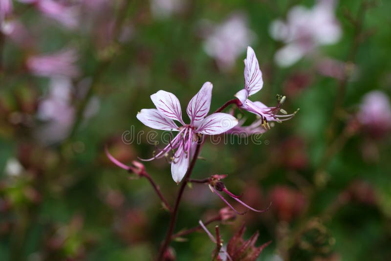 Flower of a burning bush stock photo. Image of bush, flowering - 73292314
