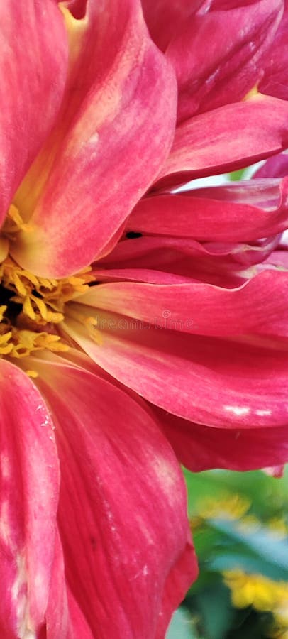 Flower burst stock photo. Image of leaf, blossom, plant - 230421986