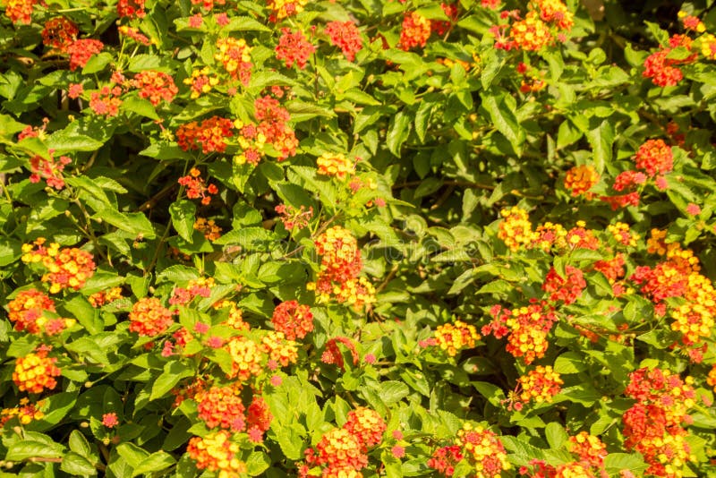 Flower Bush stock photo. Image of colours, flower, fresh - 125551804