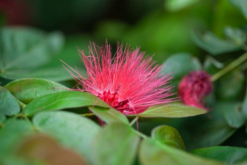 Flower of the Bush Calliandra Tergemina Stock Photo - Image of botany ...