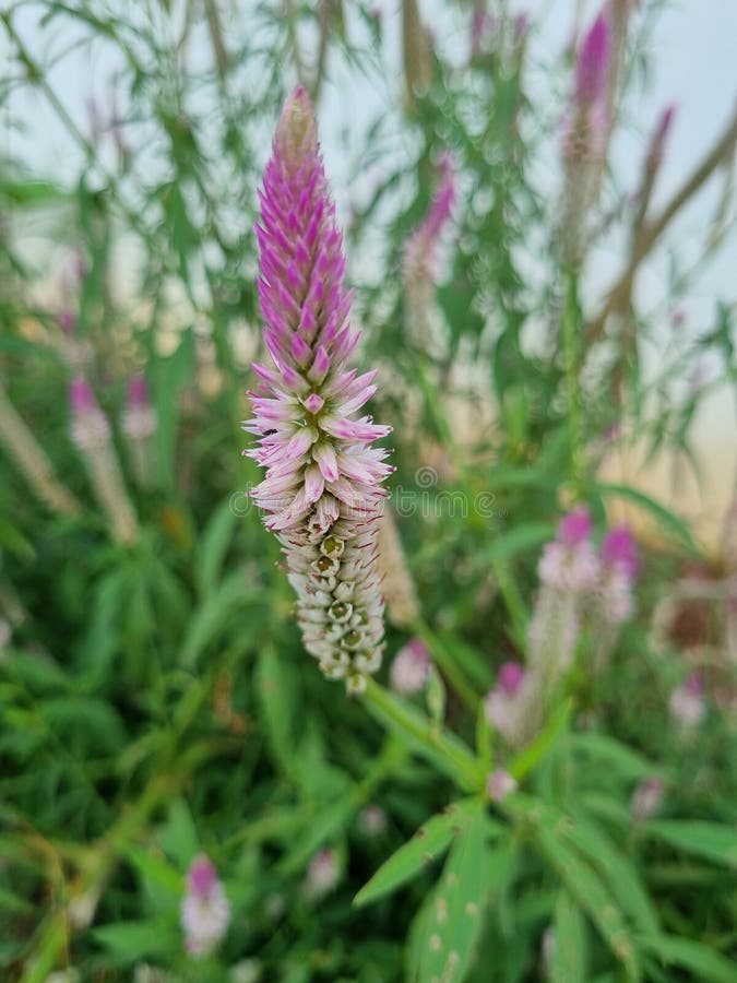 Flower Bush Grass Tree Herbage Herb Stock Photo - Image of bush, tree ...