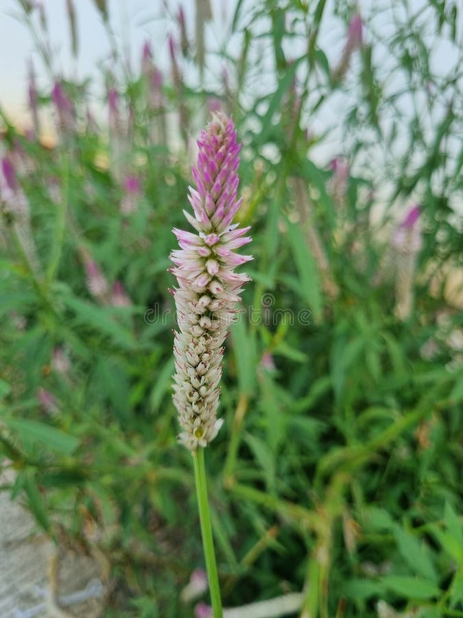Flower Bush Grass Tree Herbage Herb Stock Photo - Image of grass ...