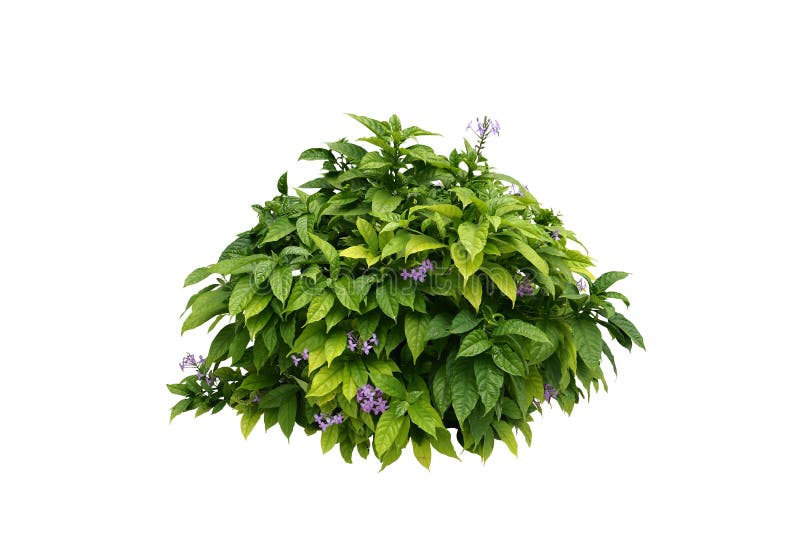 Flower bush tree isolated stock image. Image of clipping - 157384105