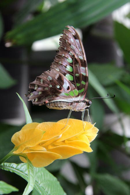 Flower Butterfly stock photo. Image of calm, wildlife - 25829656