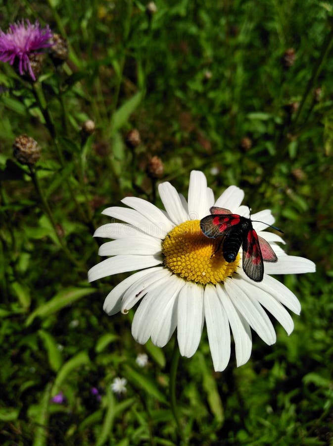 Butterfly Hdr Stock Photos - Free & Royalty-Free Stock Photos from ...