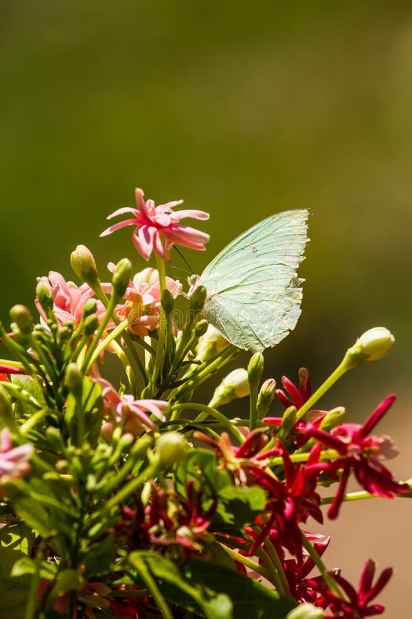 Flower and butterfly stock image. Image of flowers, field - 48208521