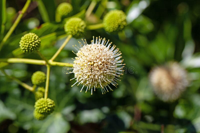 Flower of a Buttonbush, Cephalanthus Occidentalis Stock Photo - Image ...