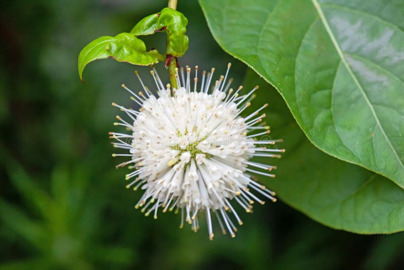 Flower of a Buttonbush, Cephalanthus Occidentalis Stock Image - Image ...