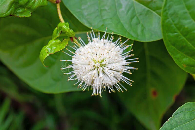 Flower of a Buttonbush, Cephalanthus Occidentalis Stock Photo - Image ...