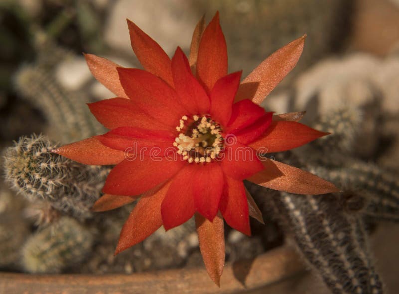 Flower of a cactus stock image. Image of botanic, flora - 130074175