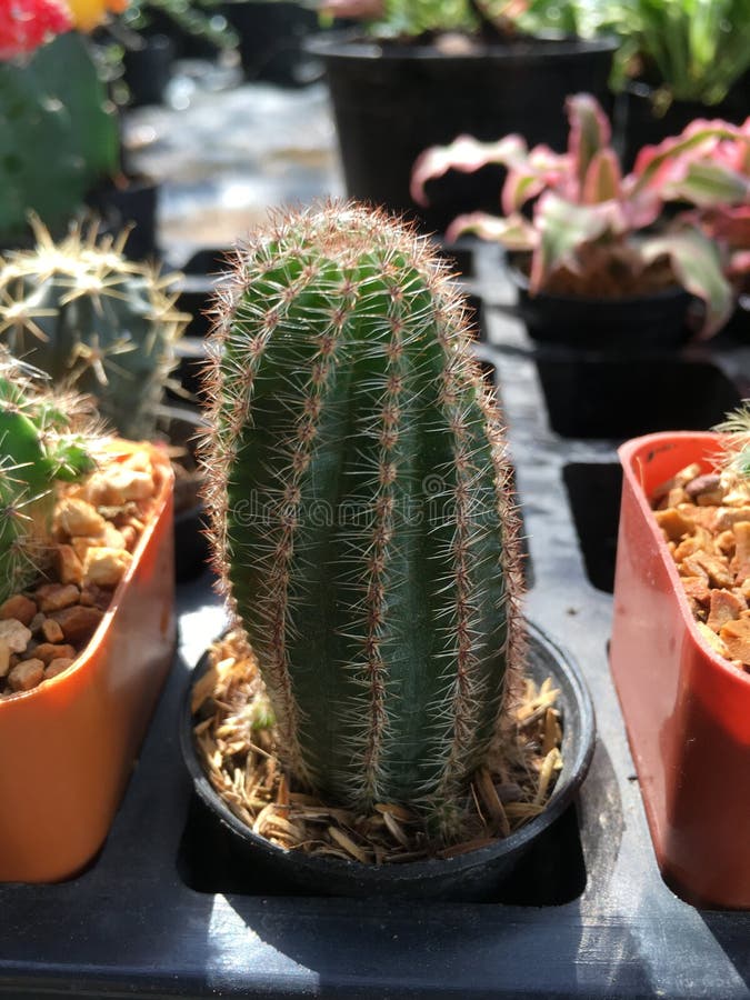 Flower and cactus stock photo. Image of vacation, orchids - 92380956