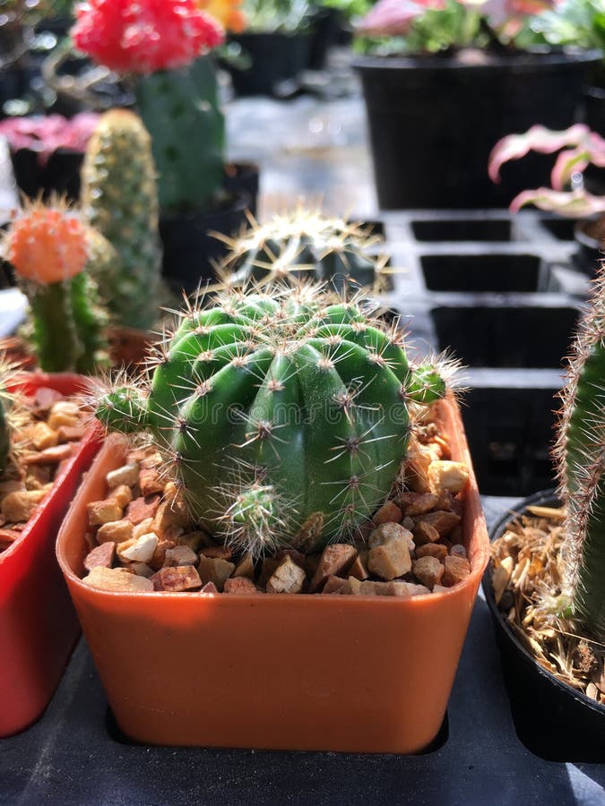 Flower and cactus stock image. Image of garden, purple - 92380977